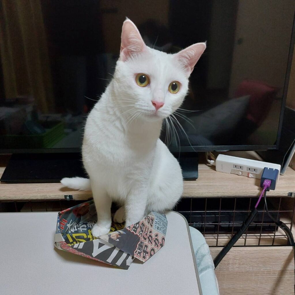 家主について | Atelier Cat -アトリエキャット-【外構工事・エクステリア】