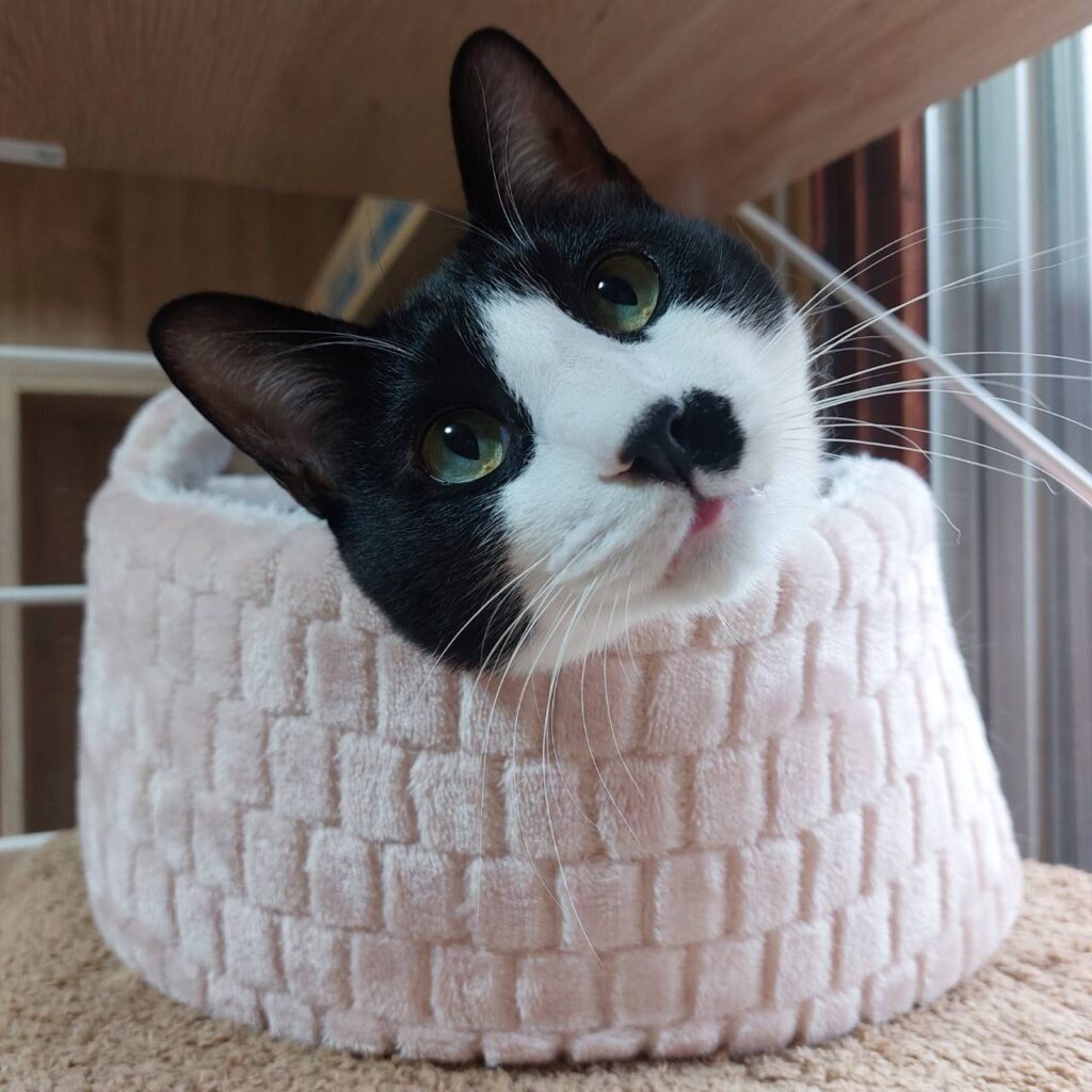 会社・家主について | Atelier Cat -アトリエキャット-【外構工事・エクステリア】